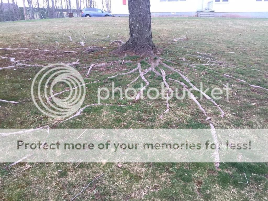 Covering tree roots | Lawn Care Forum