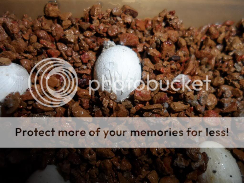 Is my egg hatching soon or is it dying? | Chameleon Forums